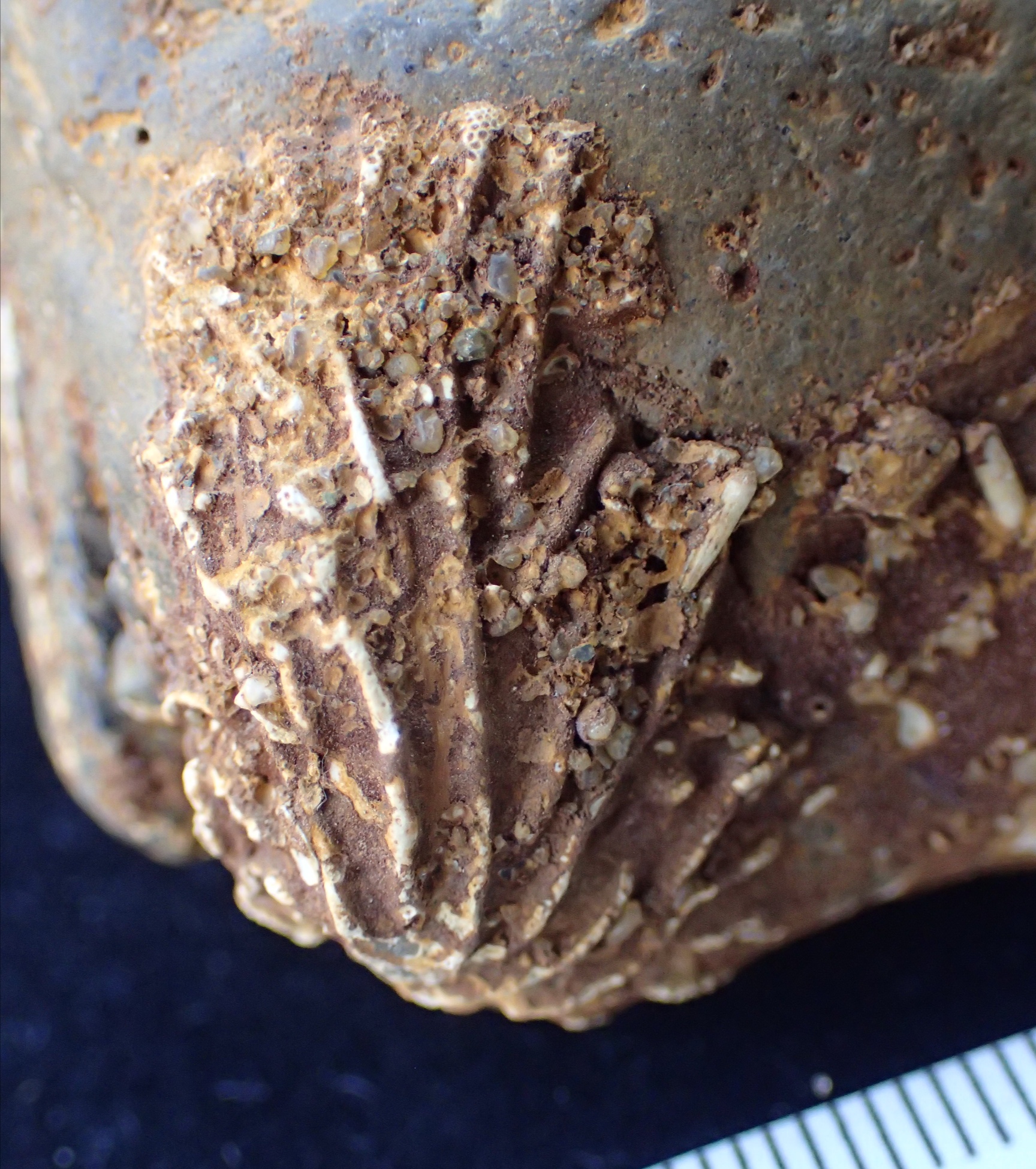 Segment of ammonite chamber with other fossils attached - Fossil ID ...