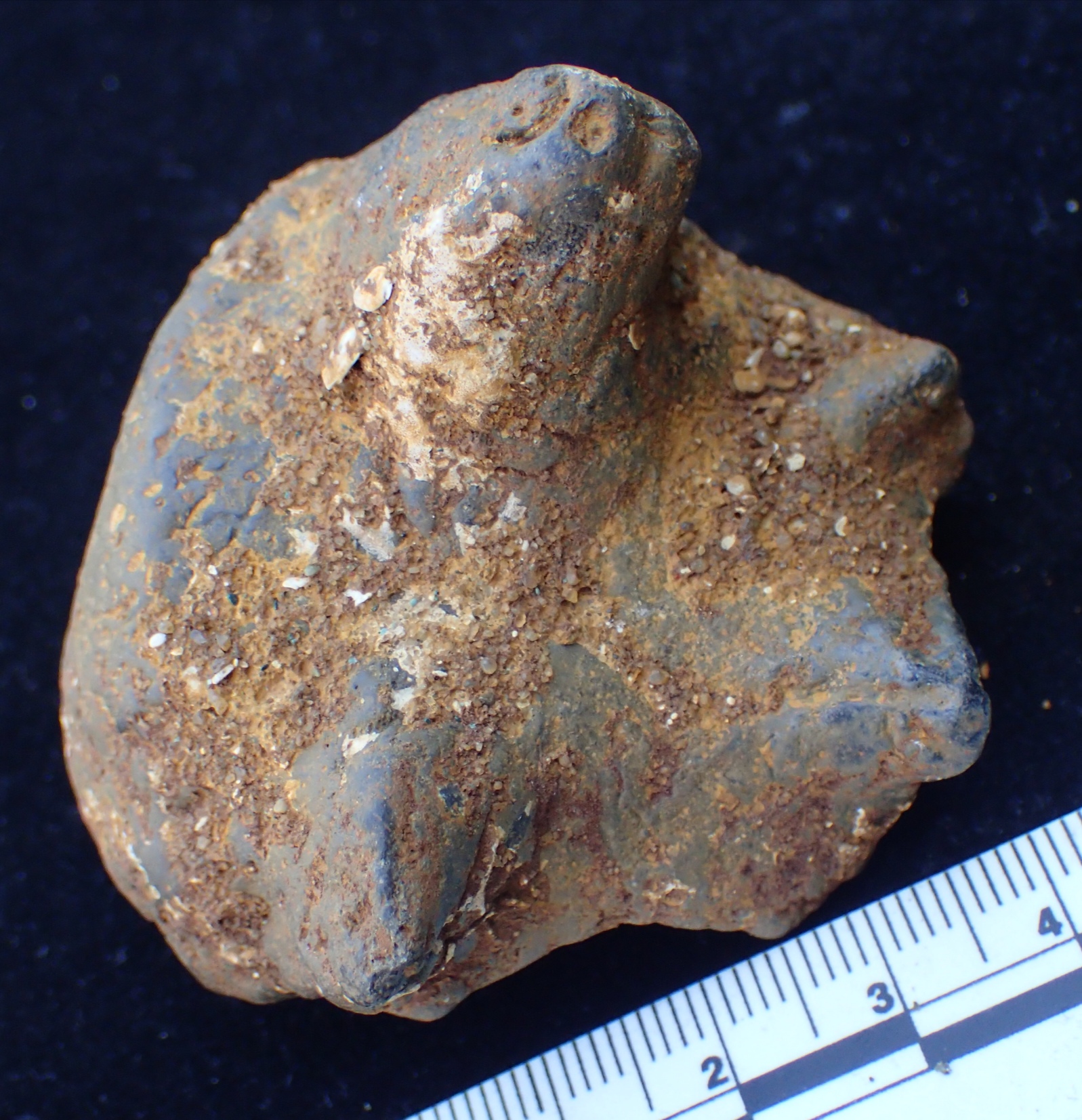 Segment of ammonite chamber with other fossils attached - Fossil ID ...