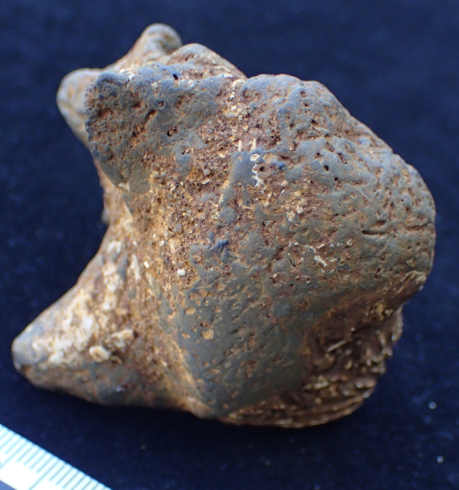 Segment of ammonite chamber with other fossils attached - Fossil ID ...
