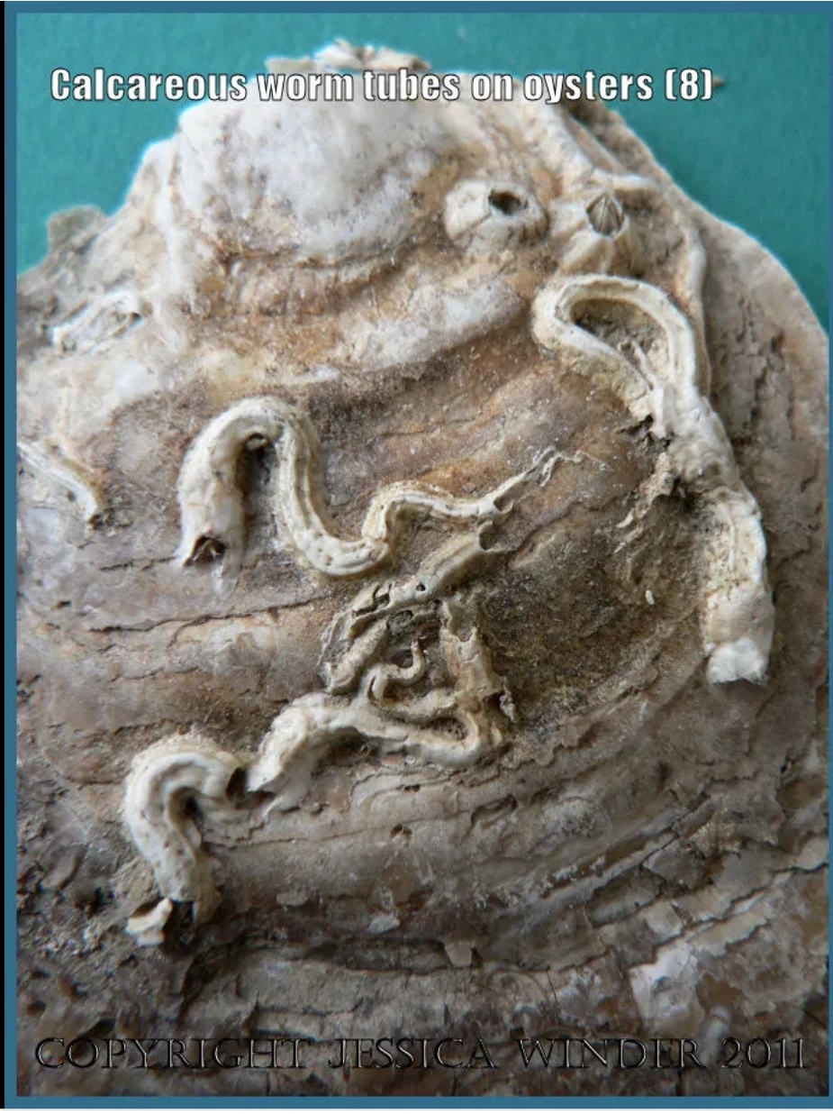 Fossil nematode trace in gastropod? - Fossil ID - The Fossil Forum