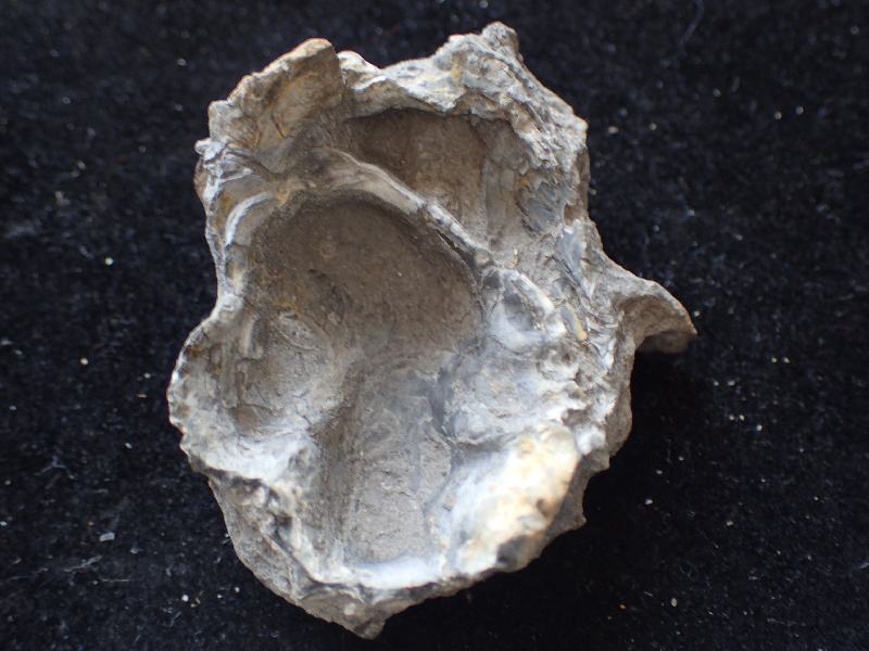 Lopha asellus - Fossil ID - The Fossil Forum