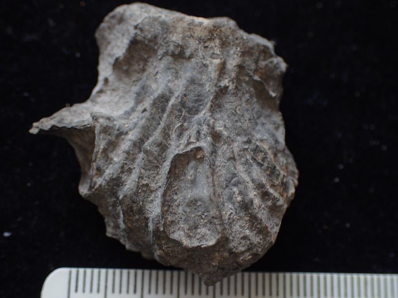 Lopha asellus - Fossil ID - The Fossil Forum