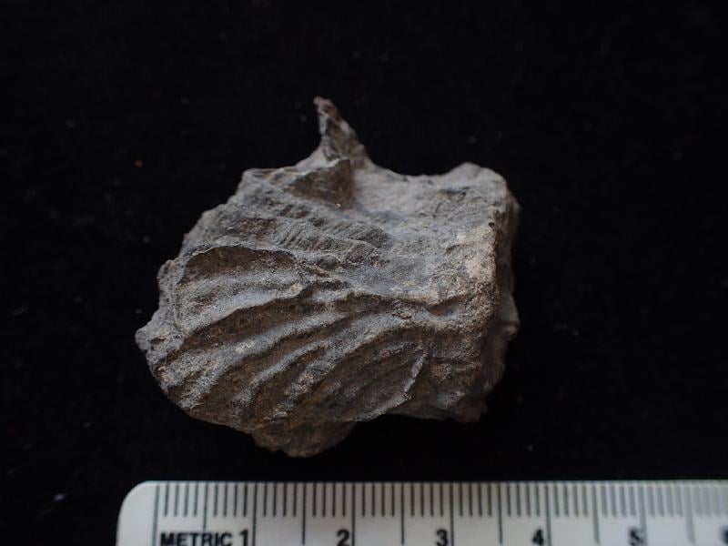 Lopha asellus - Fossil ID - The Fossil Forum