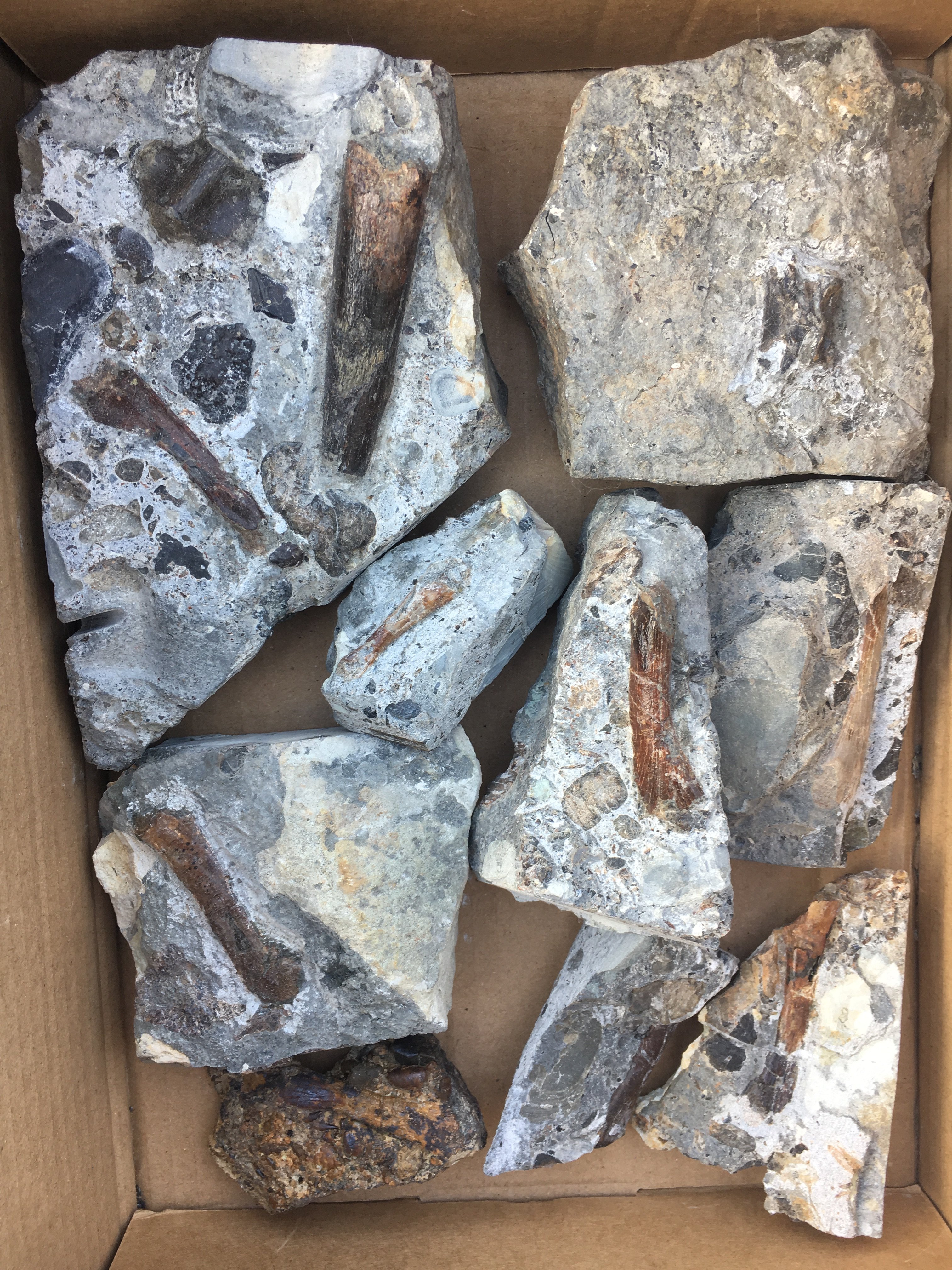 My Fossil Room is a Mess - Page 2 - General Fossil Discussion - The ...