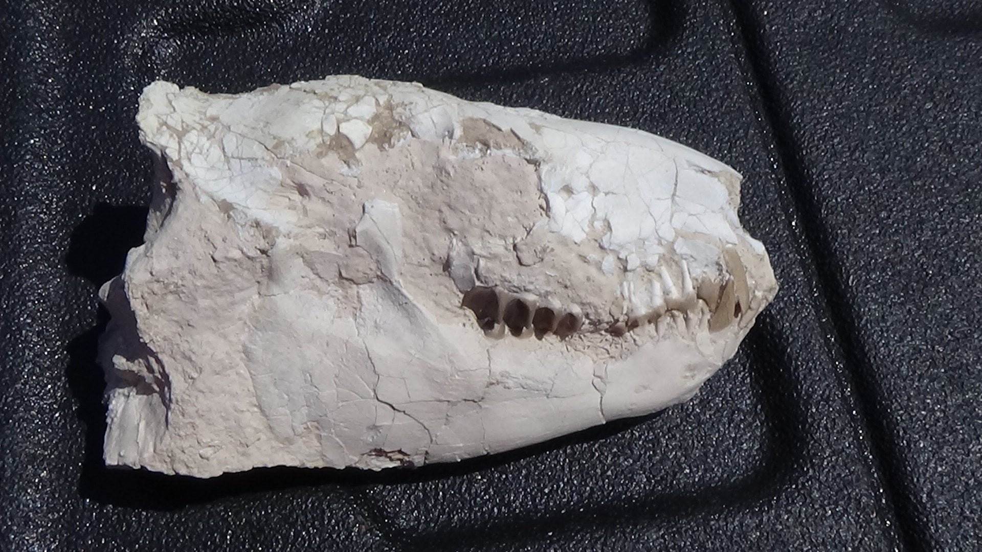 Merycoidodon culbertsoni - Mammals - The Fossil Forum
