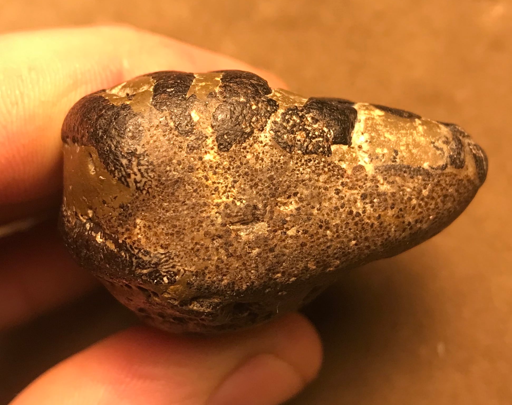 Hybodus shark teeth preparation - Fossil Preparation - The Fossil Forum
