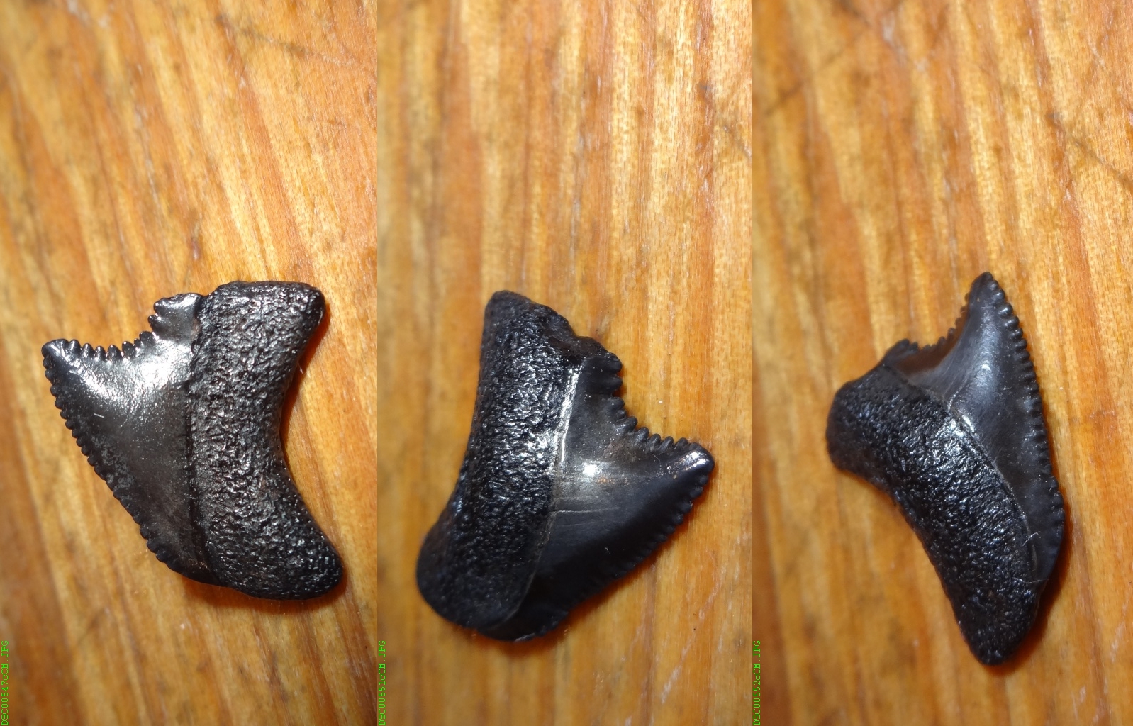 Small Meg or ? - Fossil ID - The Fossil Forum