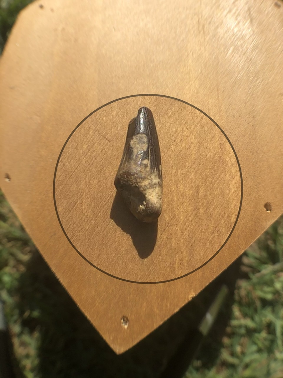 Red Crag Croc or fish tooth? - Fossil ID - The Fossil Forum