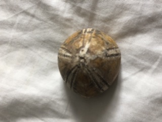 Sea anemone - General Fossil Discussion - The Fossil Forum