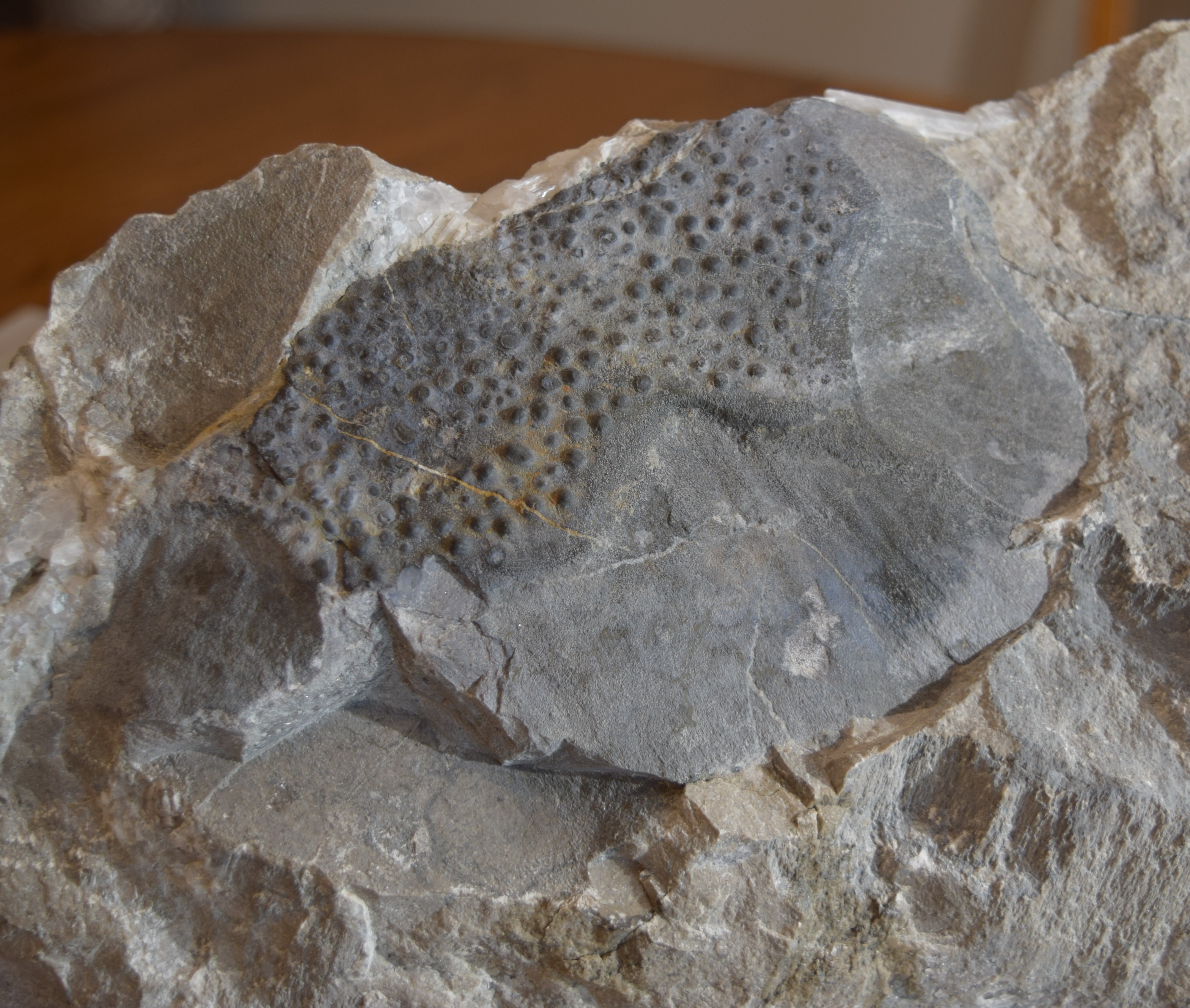 Arkona placoderm? - Questions & Answers - The Fossil Forum