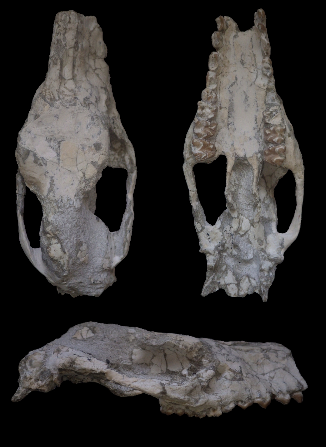eocene mammal skull from suthwest France - Fossil Preparation - The ...