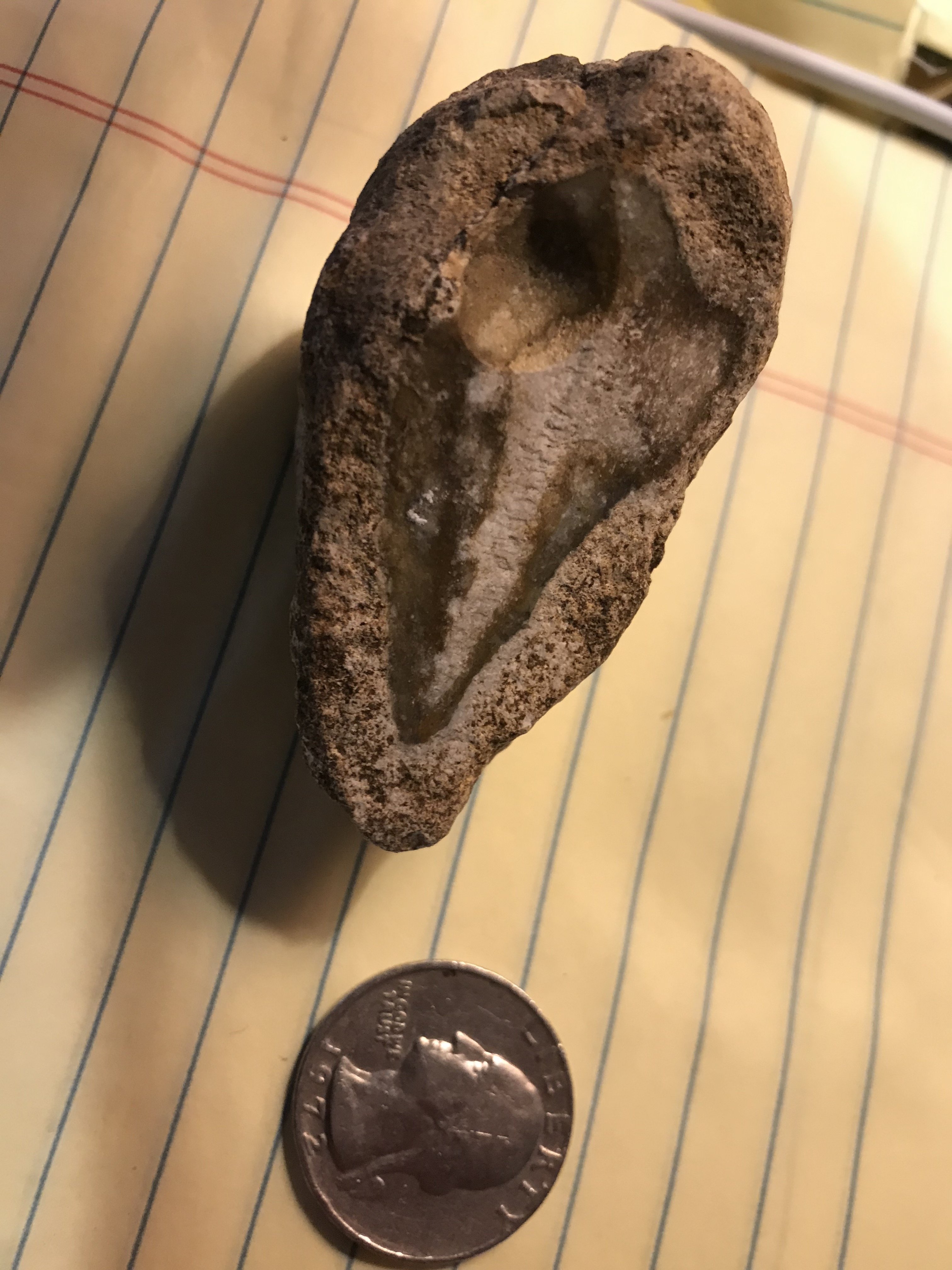 is this a tooth of some kind? - Fossil ID - The Fossil Forum