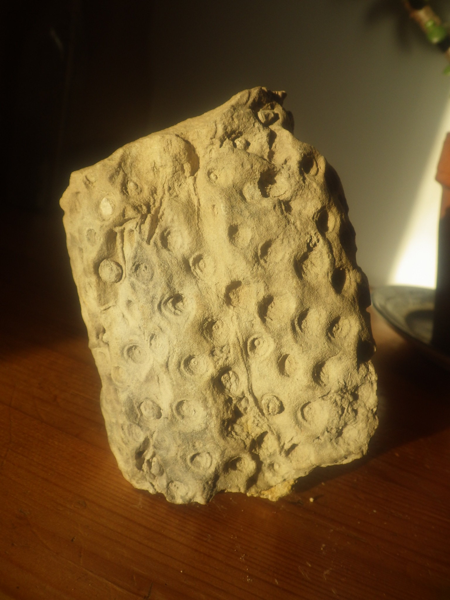 Tree fern stem? - Fossil ID - The Fossil Forum