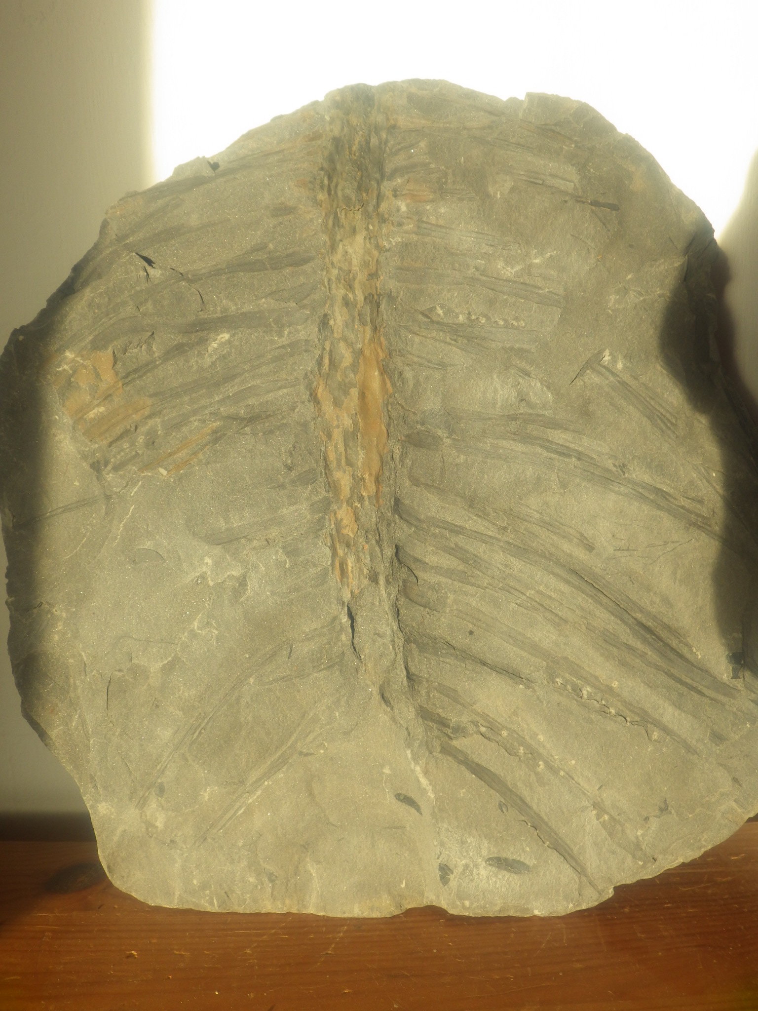 Tree fern stem? - Fossil ID - The Fossil Forum