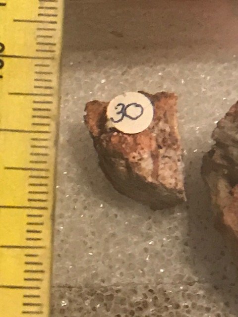 Microfossil goose barnacle? - Fossil ID - The Fossil Forum