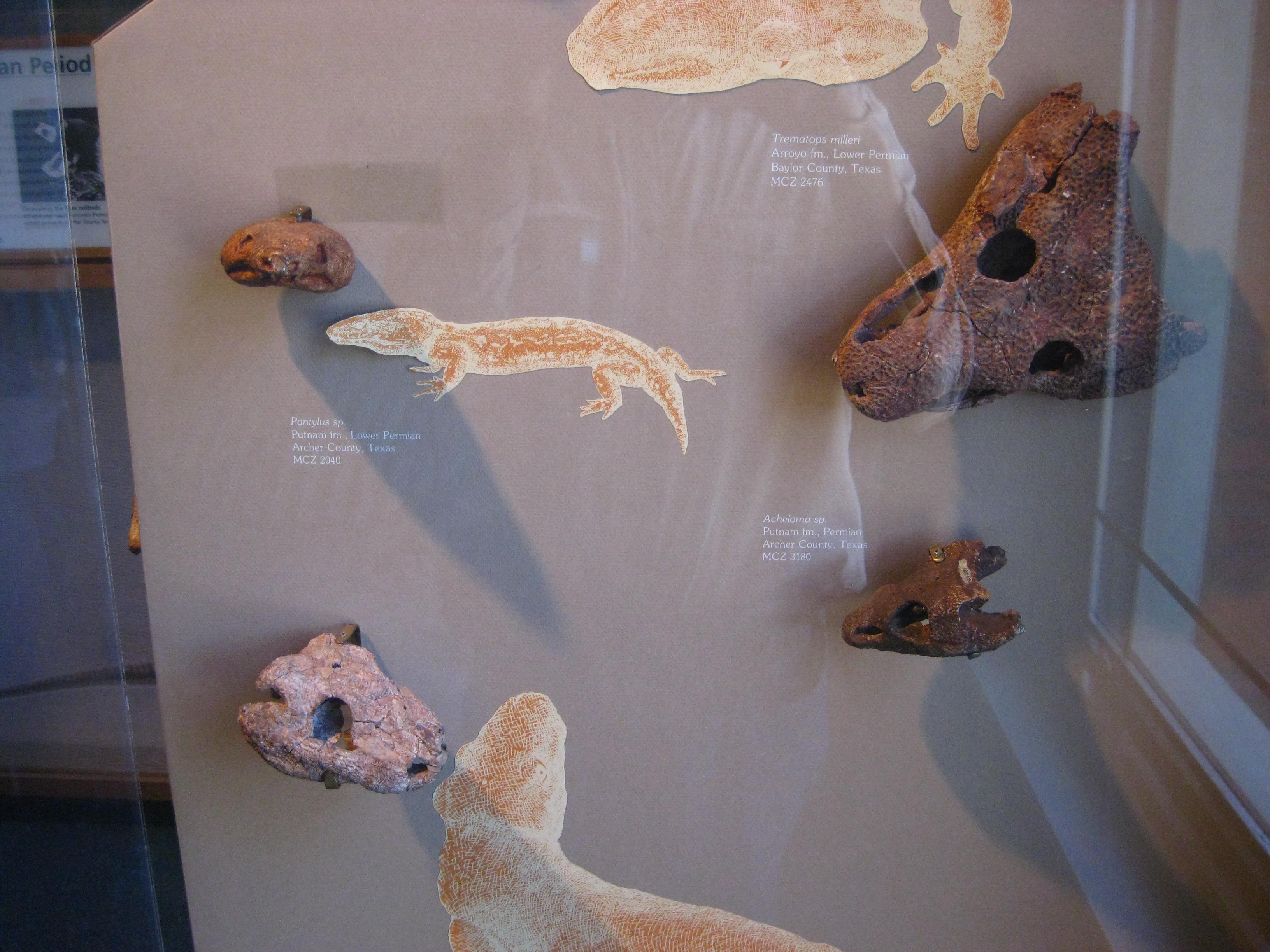 Eggshell? Or bone...sorry guys.. it’s another egg question.. - Fossil ...