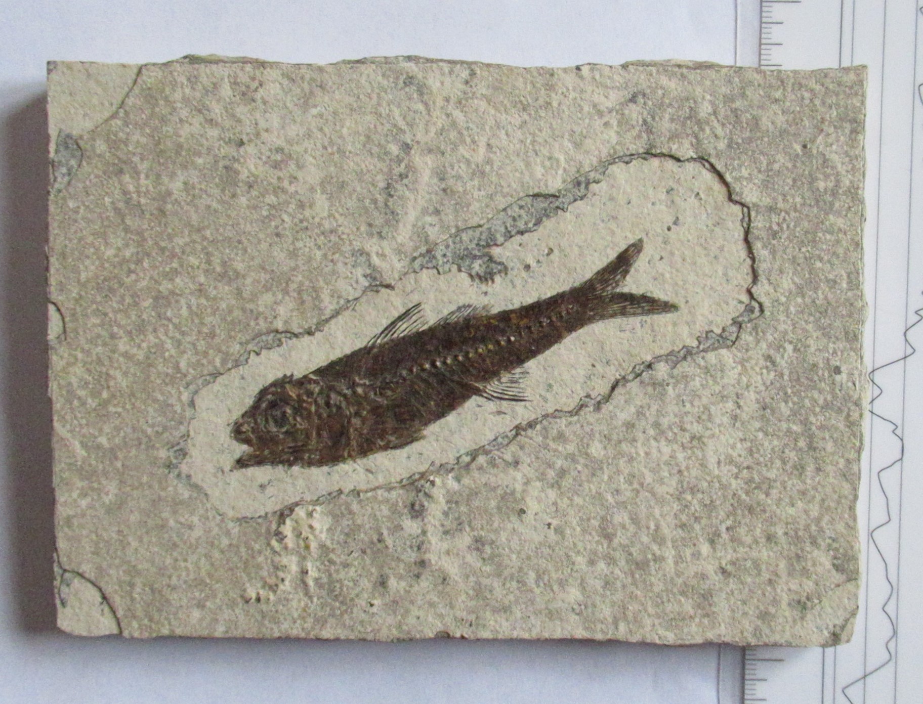 Confusing fish - Is It Real? How to Recognize Fossil Fabrications - The ...