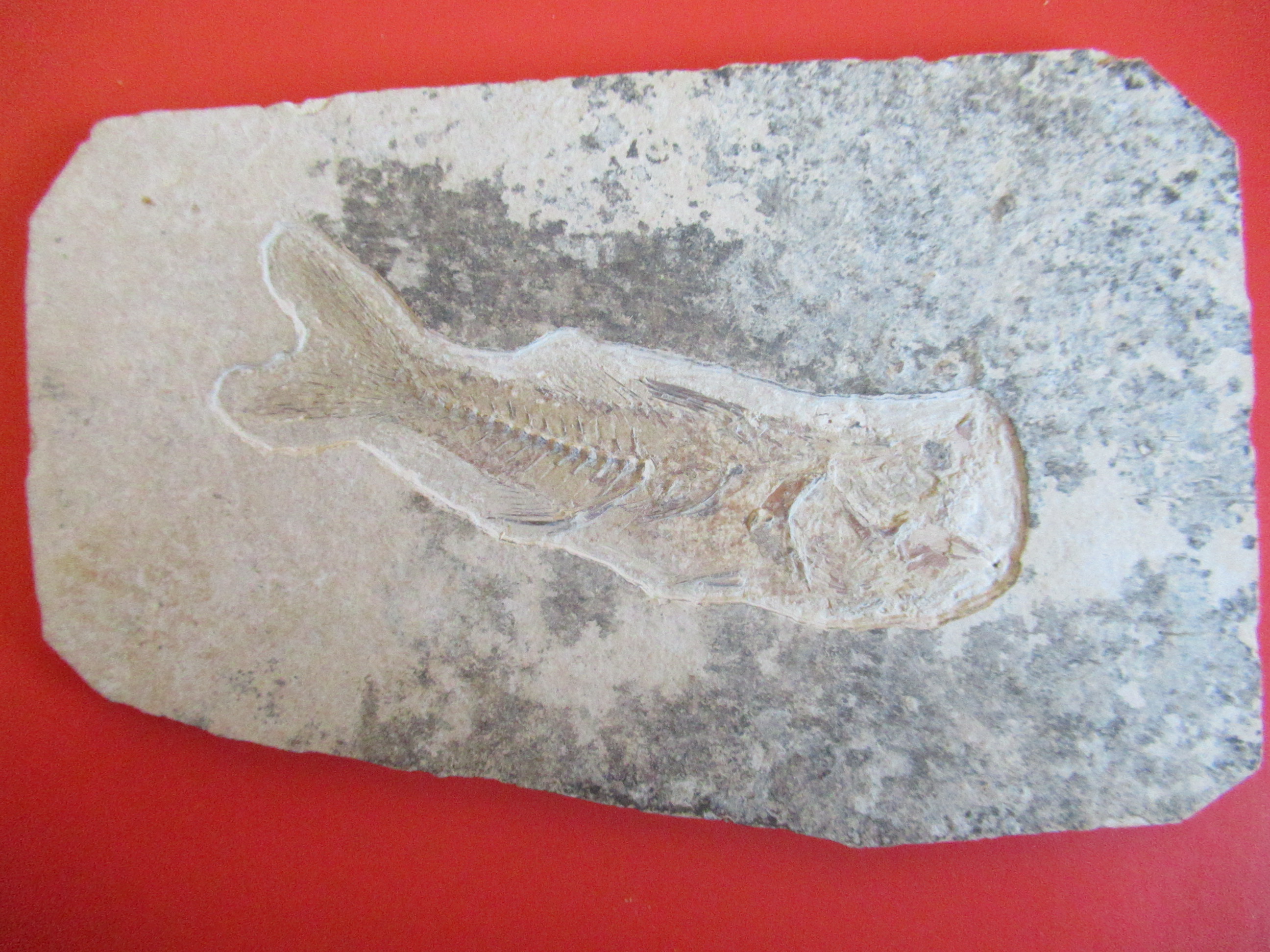 Confusing fish - Is It Real? How to Recognize Fossil Fabrications - The ...