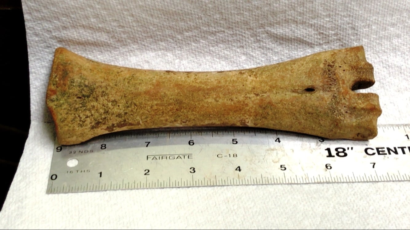 What kind of bone is this - Fossil ID - The Fossil Forum