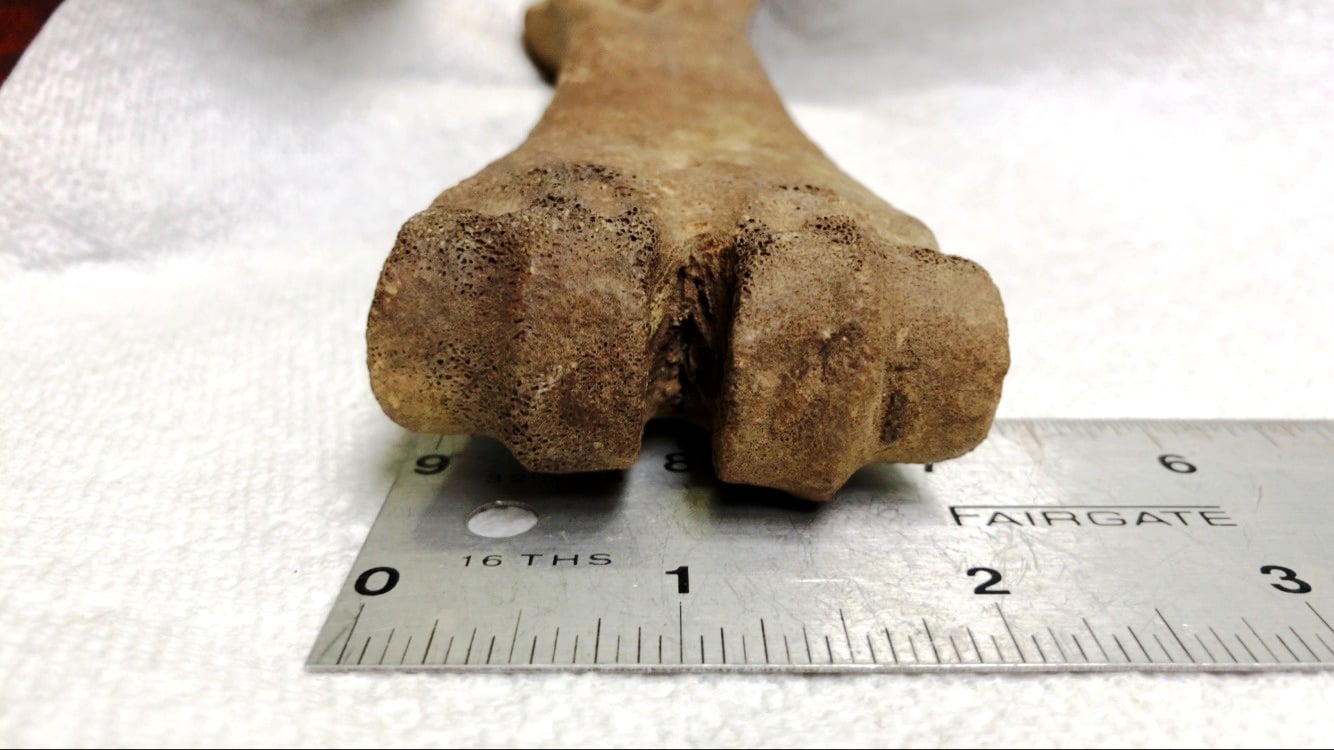 What kind of bone is this - Fossil ID - The Fossil Forum