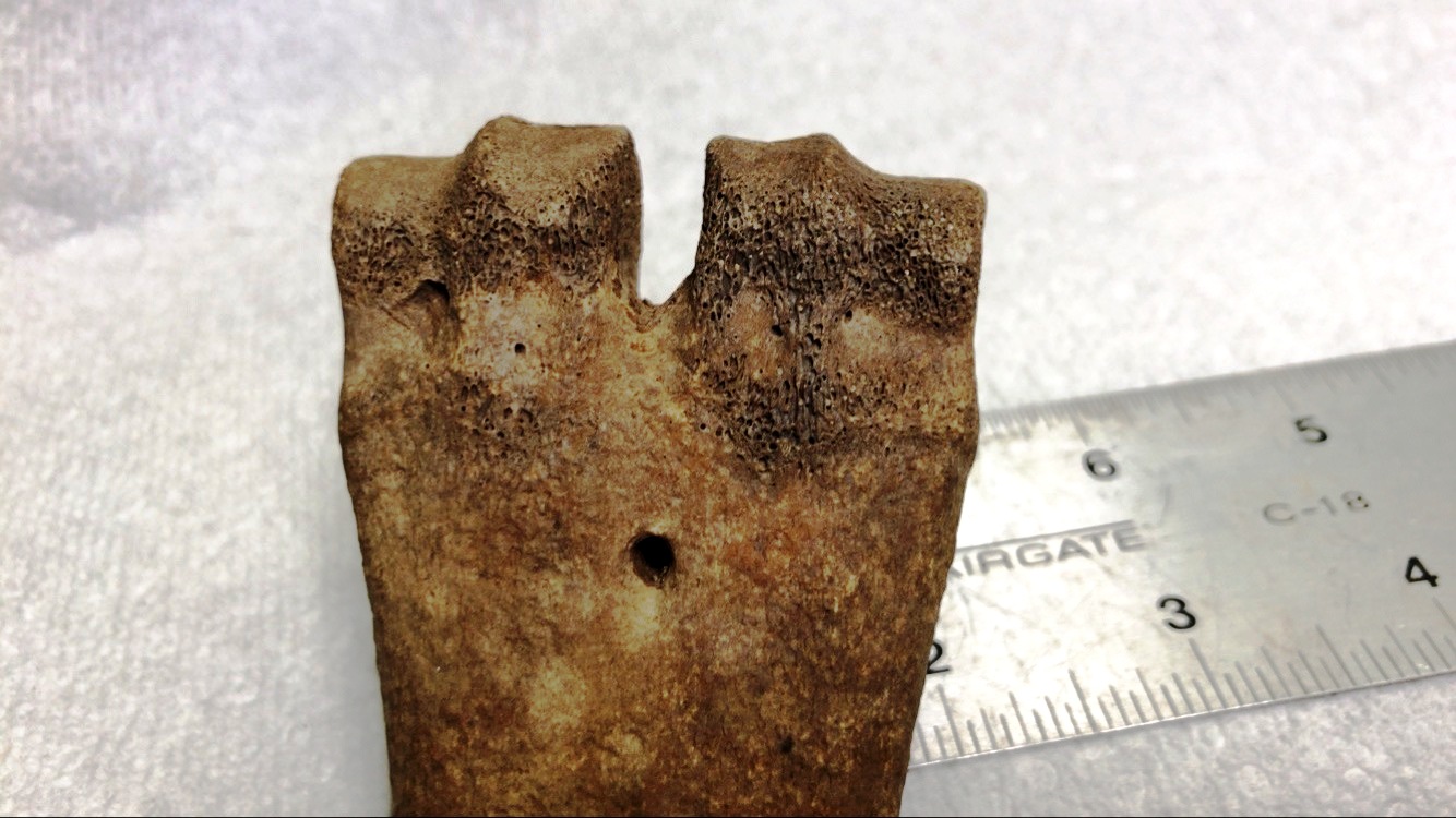 What kind of bone is this - Fossil ID - The Fossil Forum