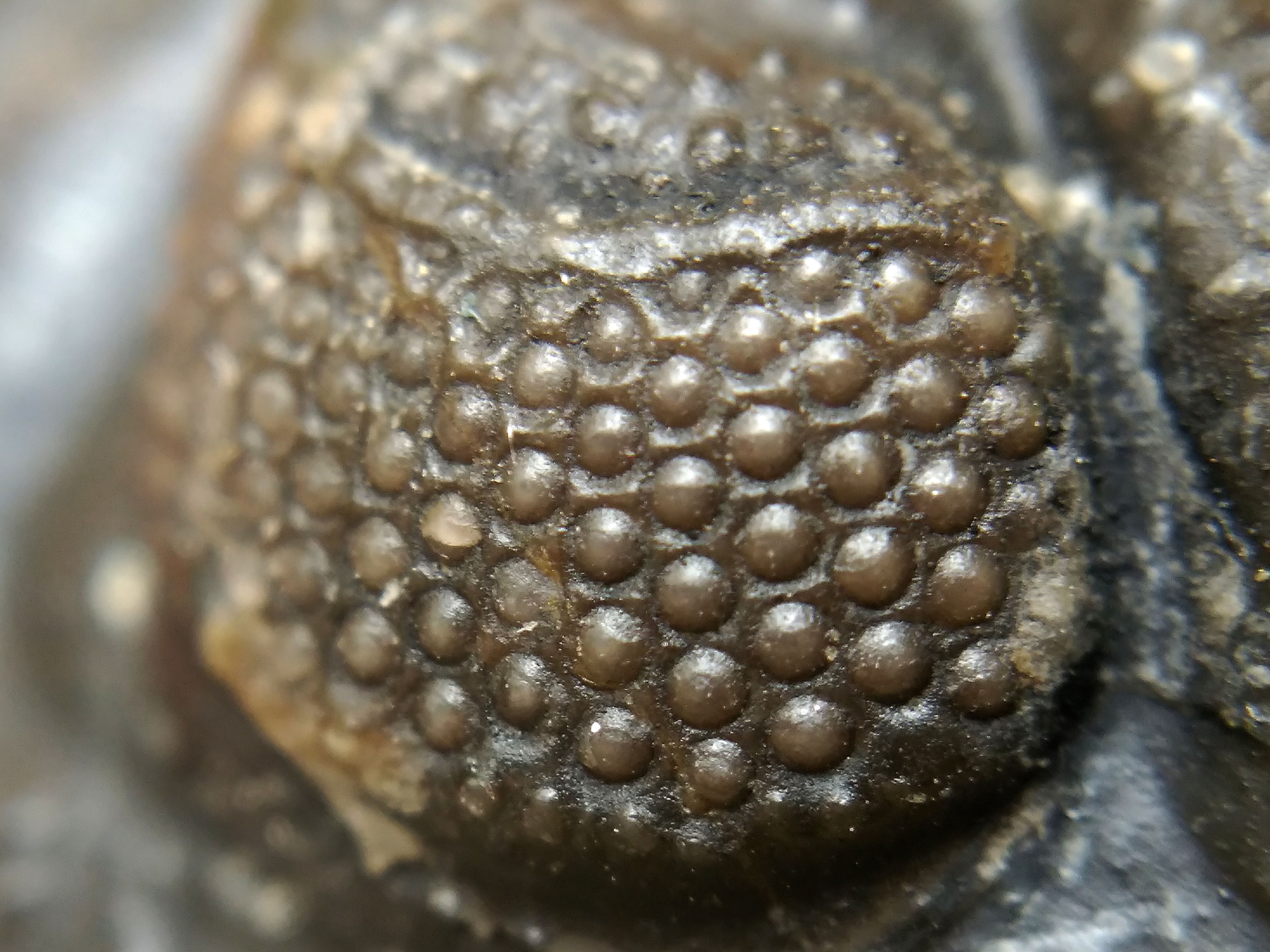 Phacops speculator or Morocops ovatus? - Fossil ID - The Fossil Forum