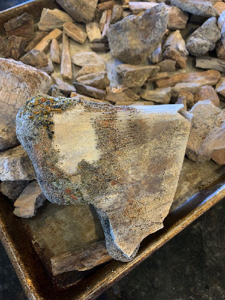 Dinosaur Scales - Fossil ID - The Fossil Forum