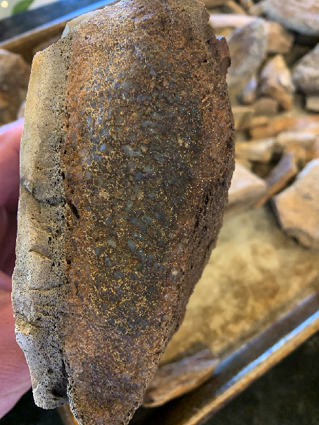 Dinosaur Scales - Fossil ID - The Fossil Forum
