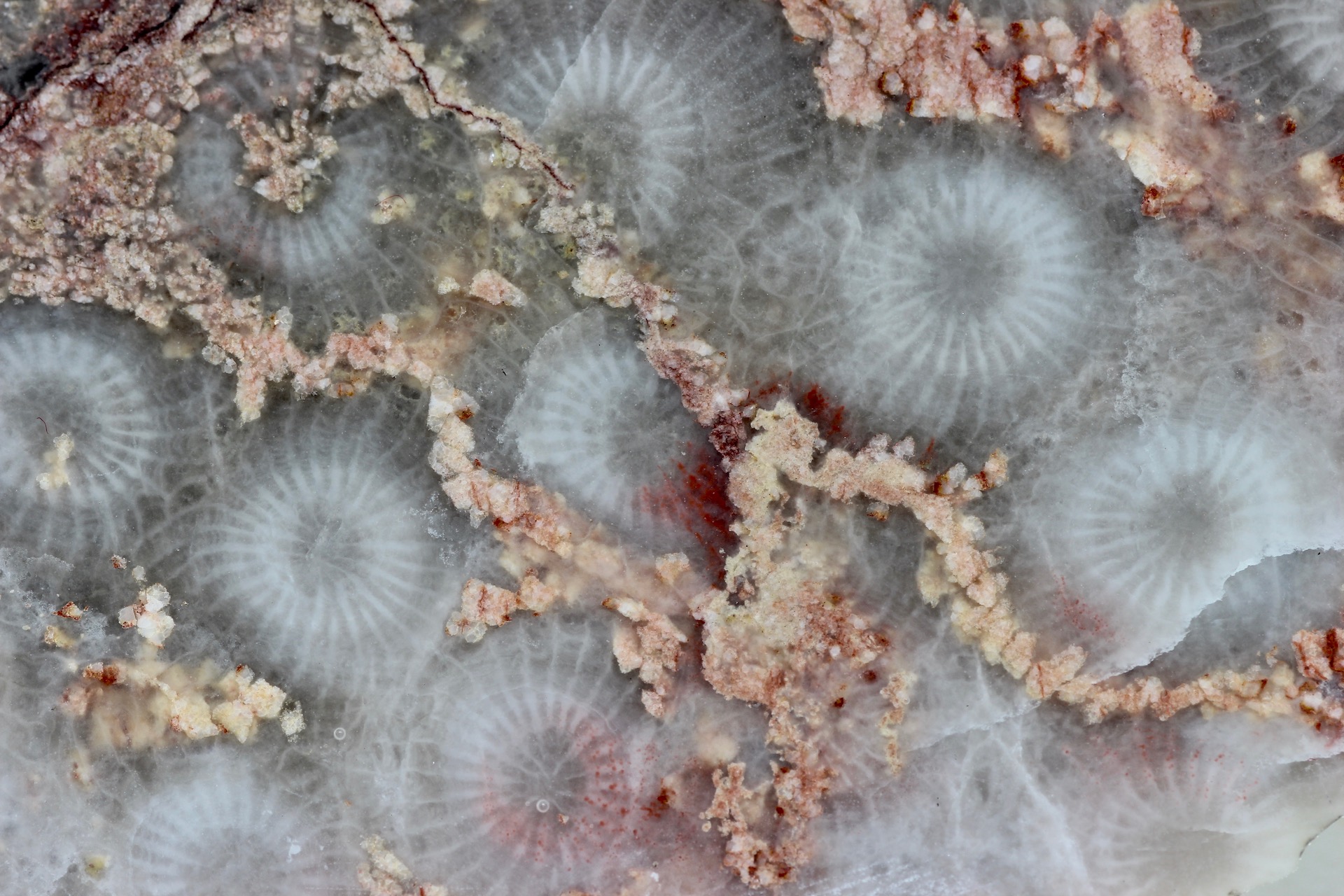 Old time Devonian coral "marble" specimens from Devon, UK - Member ...
