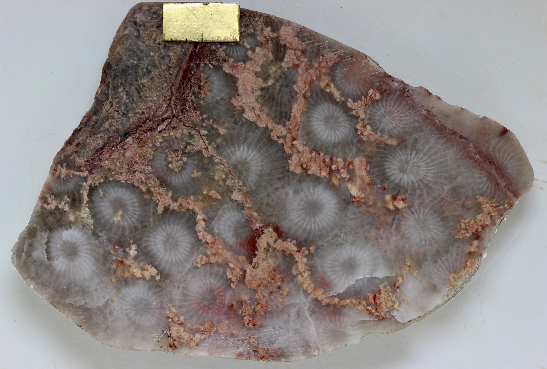 Old time Devonian coral "marble" specimens from Devon, UK - Member ...