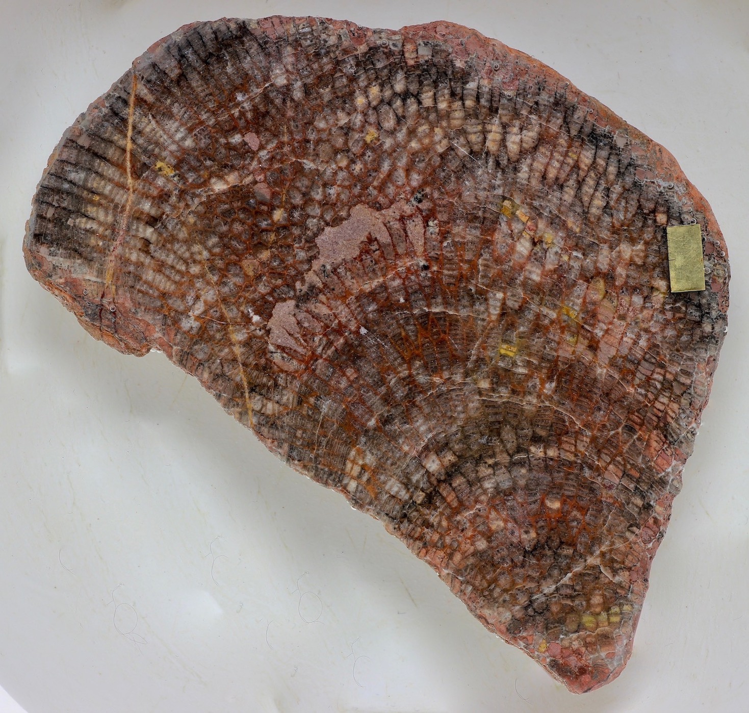 Old time Devonian coral "marble" specimens from Devon, UK - Member ...