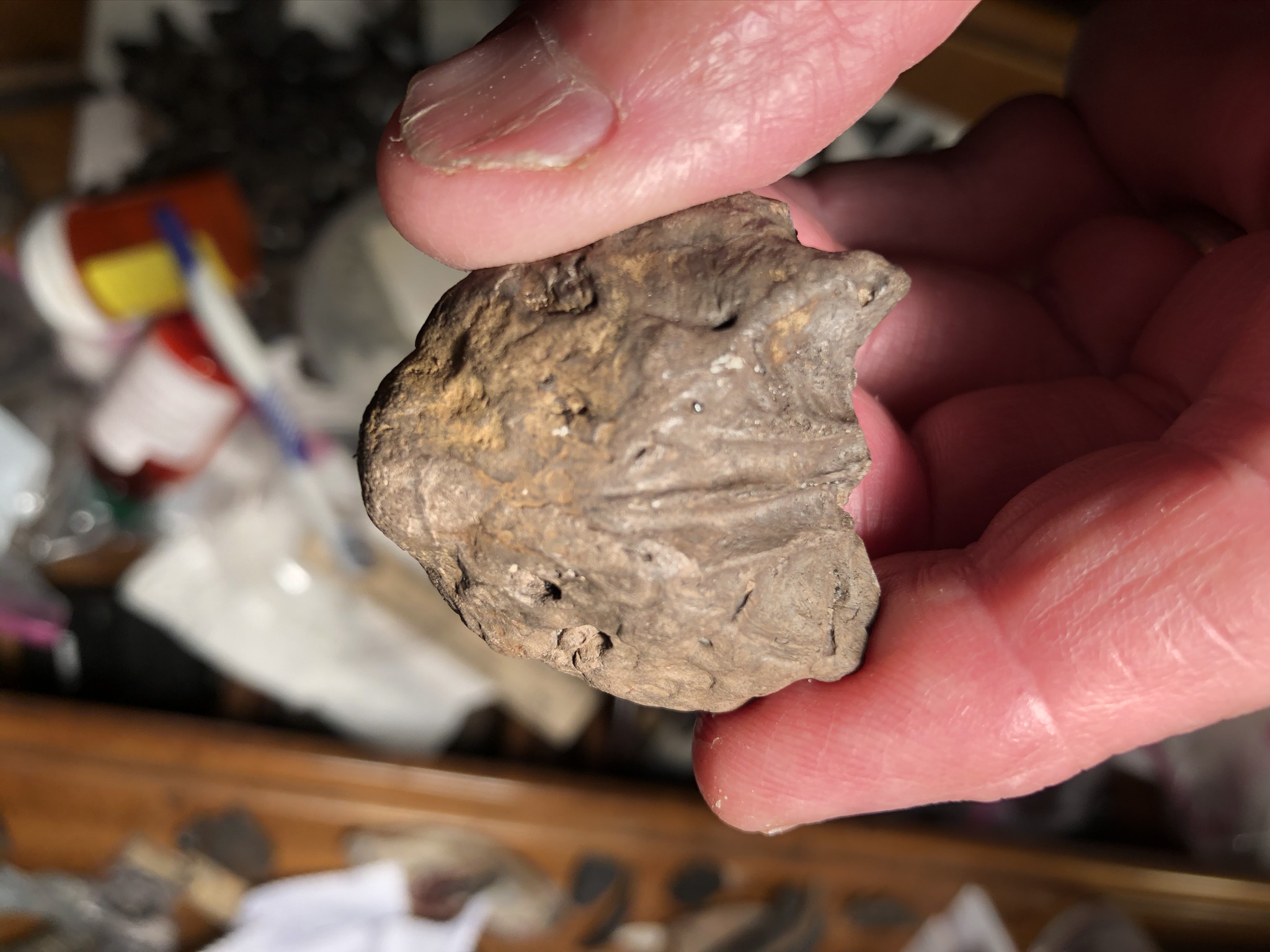 A Fish skull and an unusual bone. - Fossil ID - The Fossil Forum