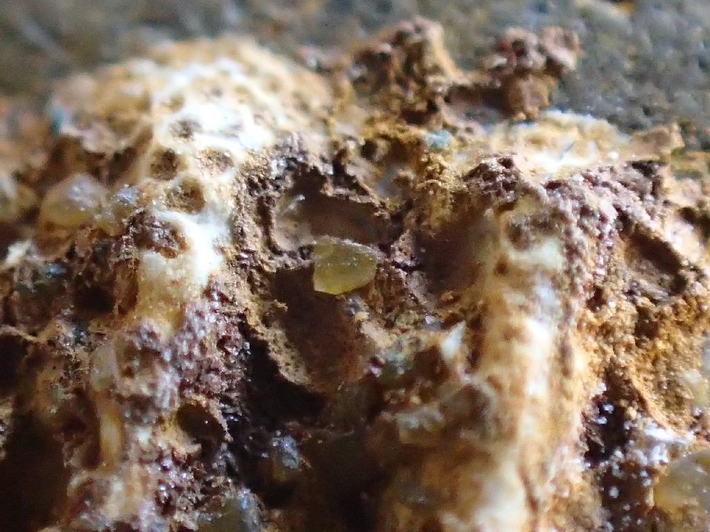 Segment of ammonite chamber with other fossils attached - Fossil ID ...