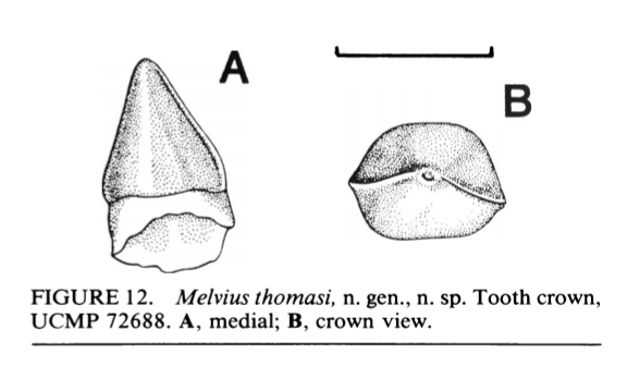 Tooth - Theropod? - Fossil ID - The Fossil Forum