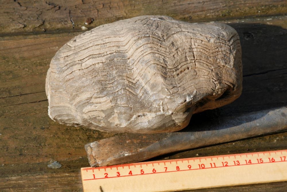 Michigan fossil - Fossil ID - The Fossil Forum