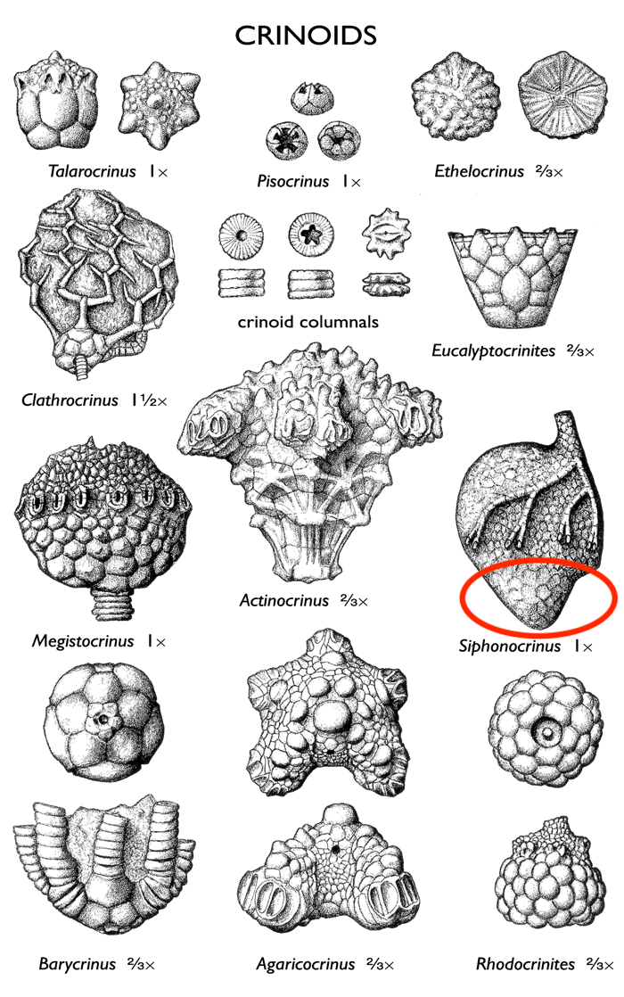 Crinoid calyces? - Fossil ID - The Fossil Forum