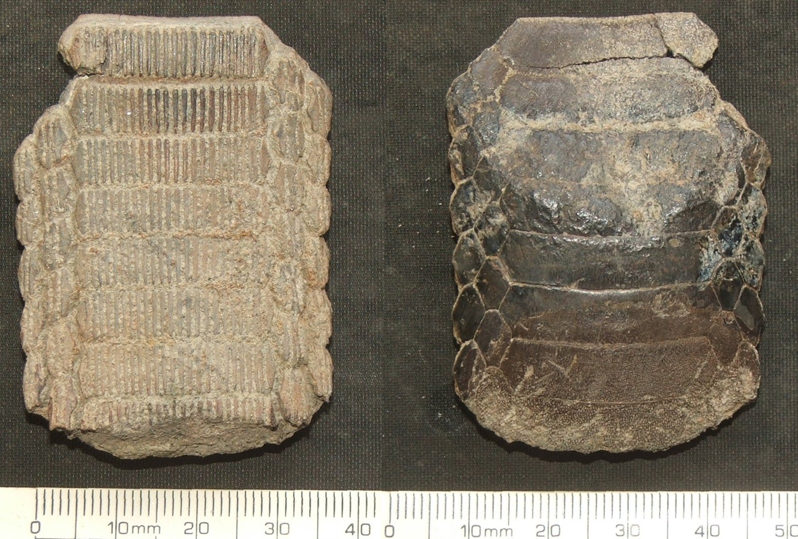 Myliobatis dixoni_2.JPG - Member Collections - The Fossil Forum