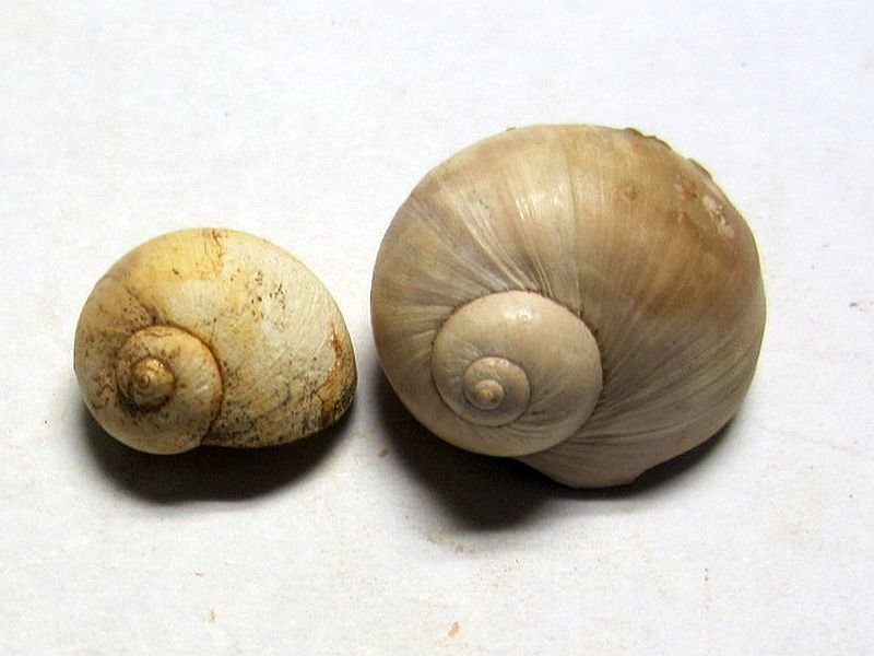 Cochlis sp. (Roeding 1798) - Member Collections - The Fossil Forum