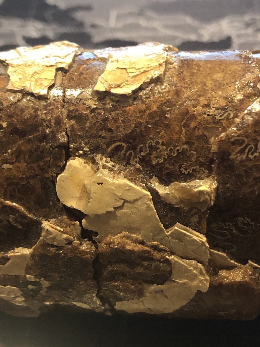 Baculites close up.jpg - Member Collections - The Fossil Forum