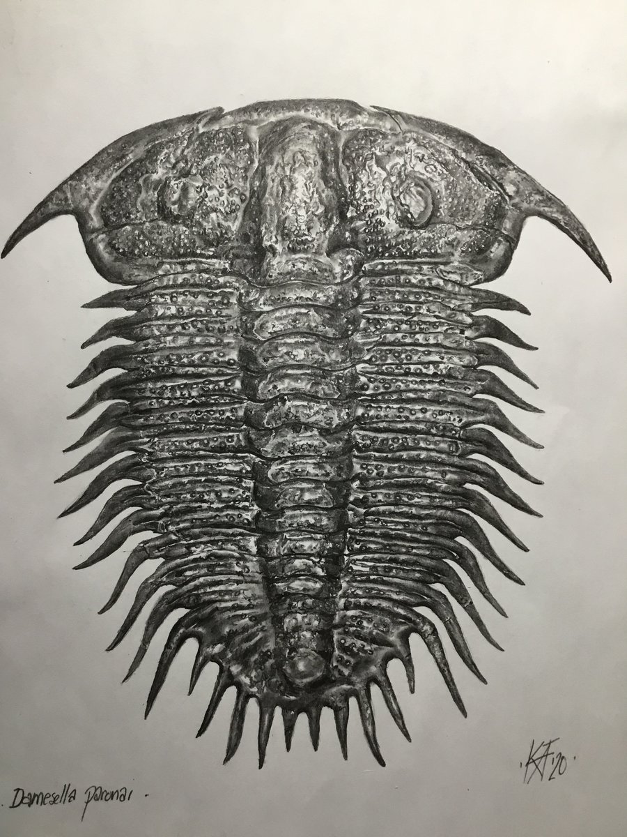 Cybele belatula - Trilobites - The Fossil Forum