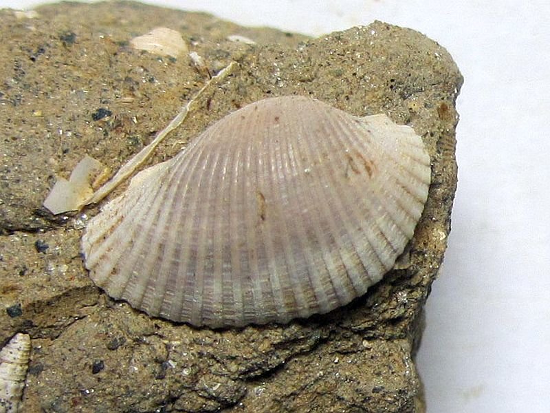 Anadara diluvii (Lamarck 1805) - Member Collections - The Fossil Forum