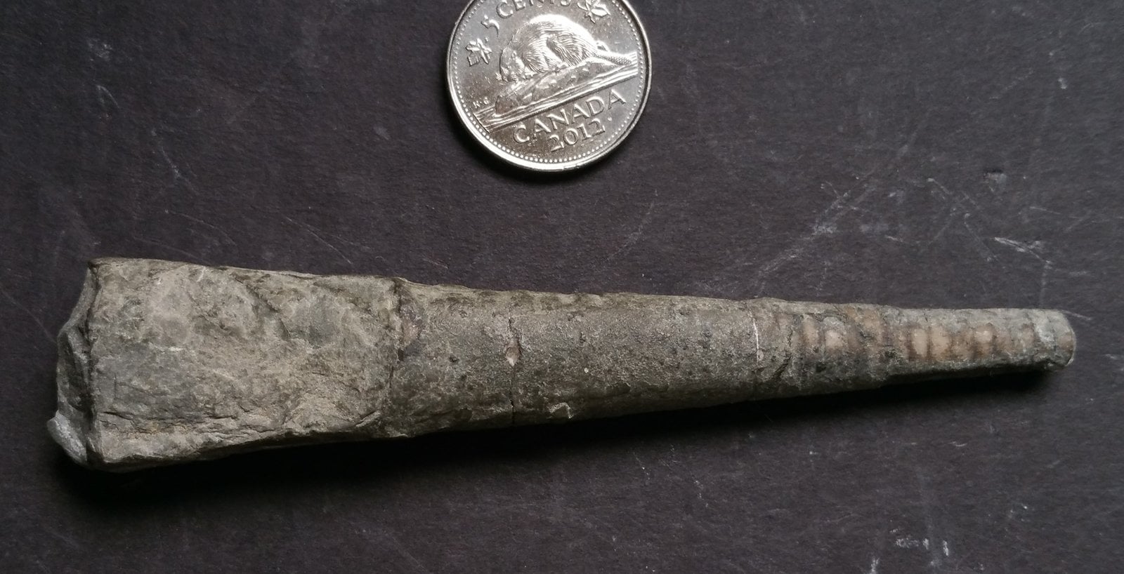 Treptoceras crebiseptum - Ordovician - The Fossil Forum