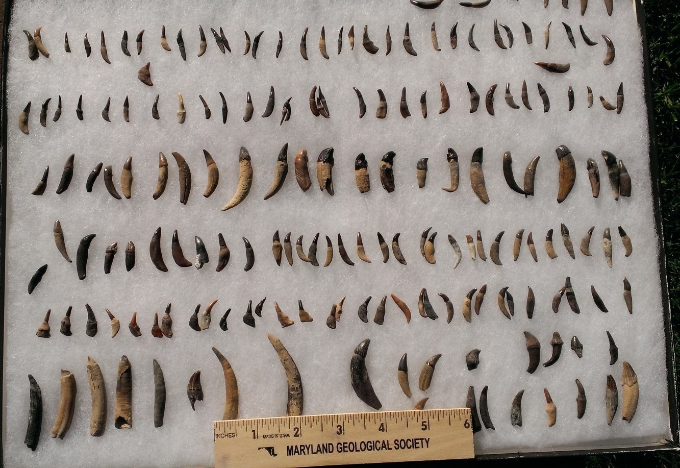 Red Crag Croc or fish tooth? - Fossil ID - The Fossil Forum
