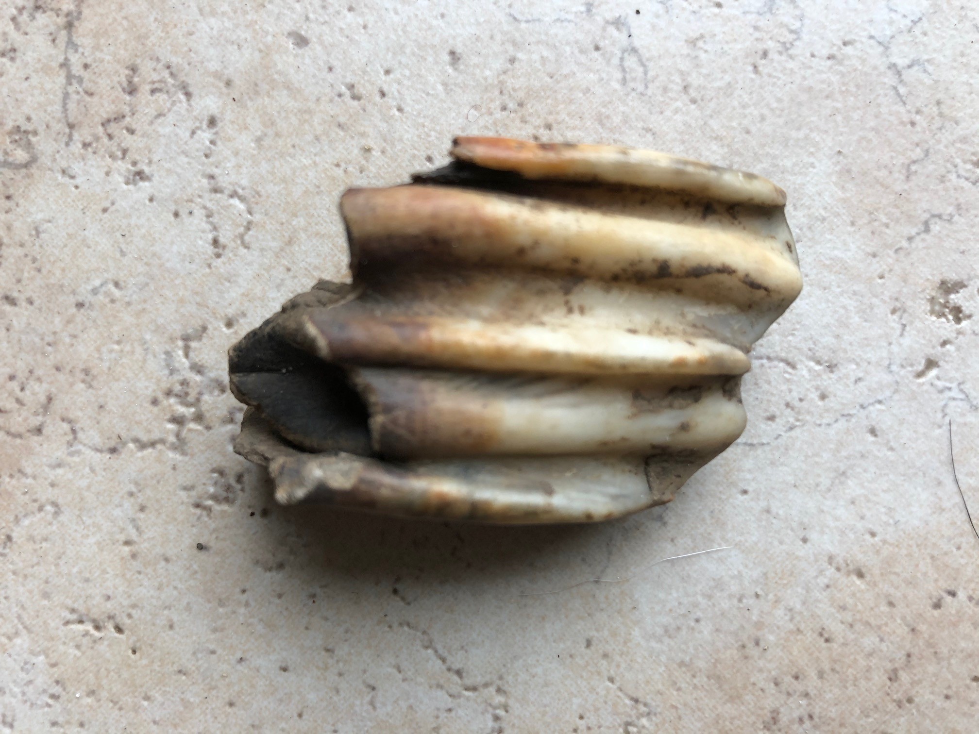 Fossil Teeth??? - Fossil ID - The Fossil Forum