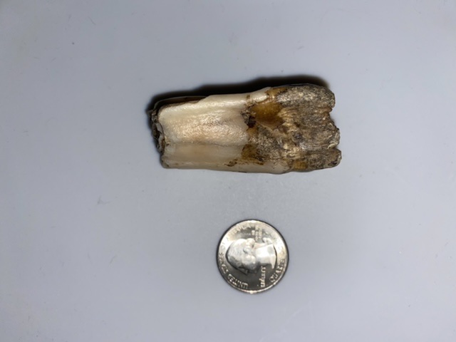 Bison tooth? - Fossil ID - The Fossil Forum