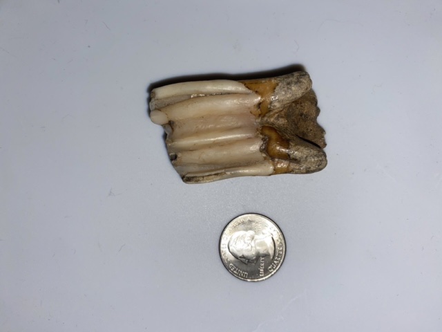 Bison tooth? - Fossil ID - The Fossil Forum