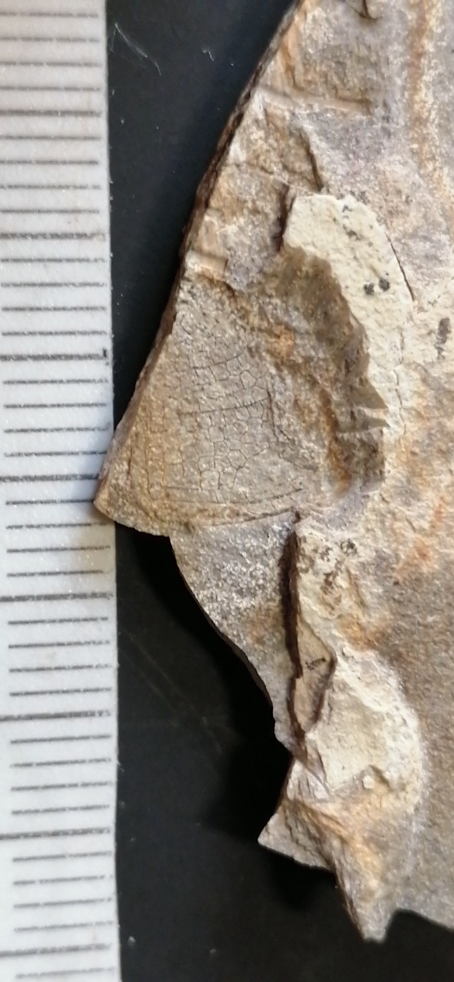 Early Cretaceous dragonfly wing? - Fossil ID - The Fossil Forum