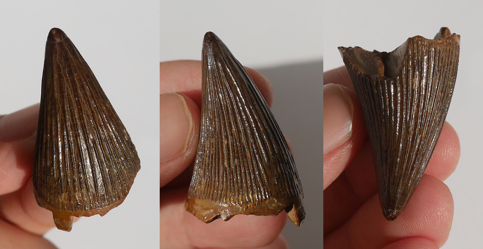 The SG Fossil Cache - Predators of the Cretaceous Sea - Member ...