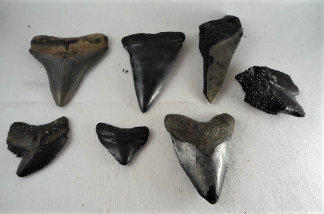 Florida Peace river Bone Valley - Fossil Hunting Trips - The Fossil Forum
