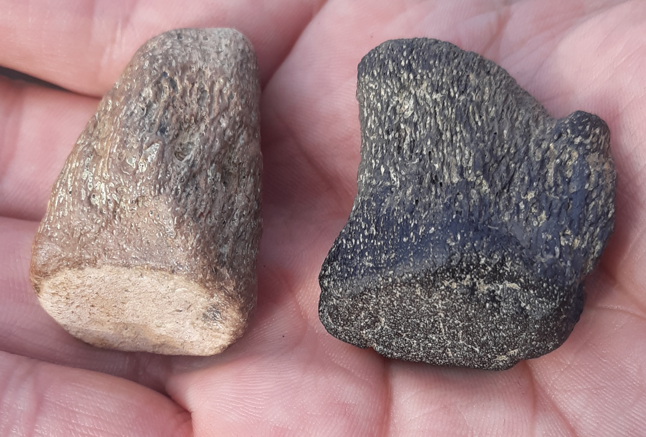 NJ Mosasaur Vertebra - Halisaurus? - Fossil ID - The Fossil Forum